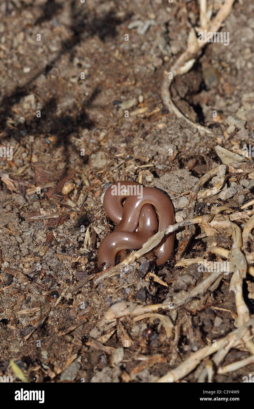 Worm snake hi-res stock photography and images - Alamy