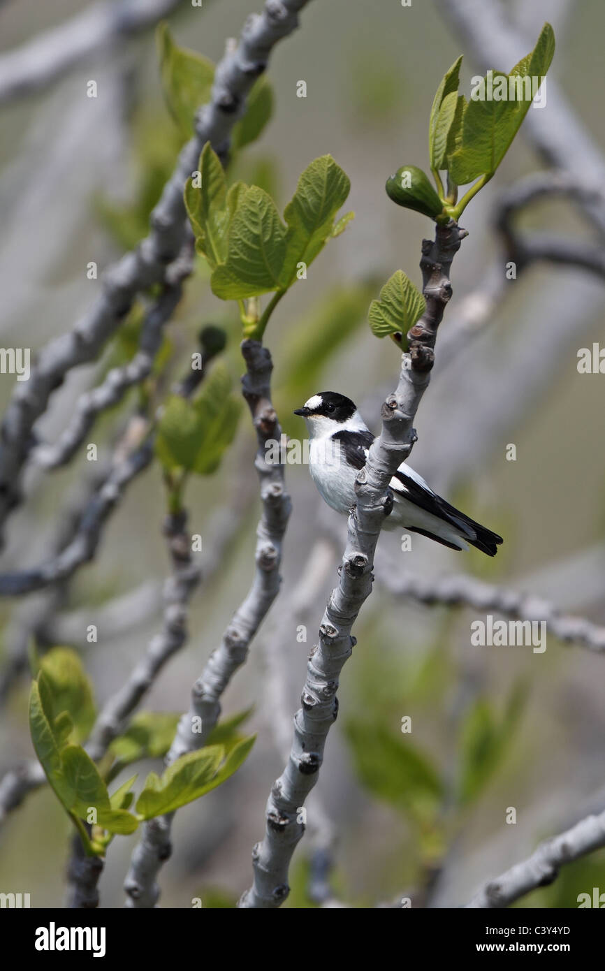 Collared flycatcher [ficedula albicollis] hi-res stock photography and ...