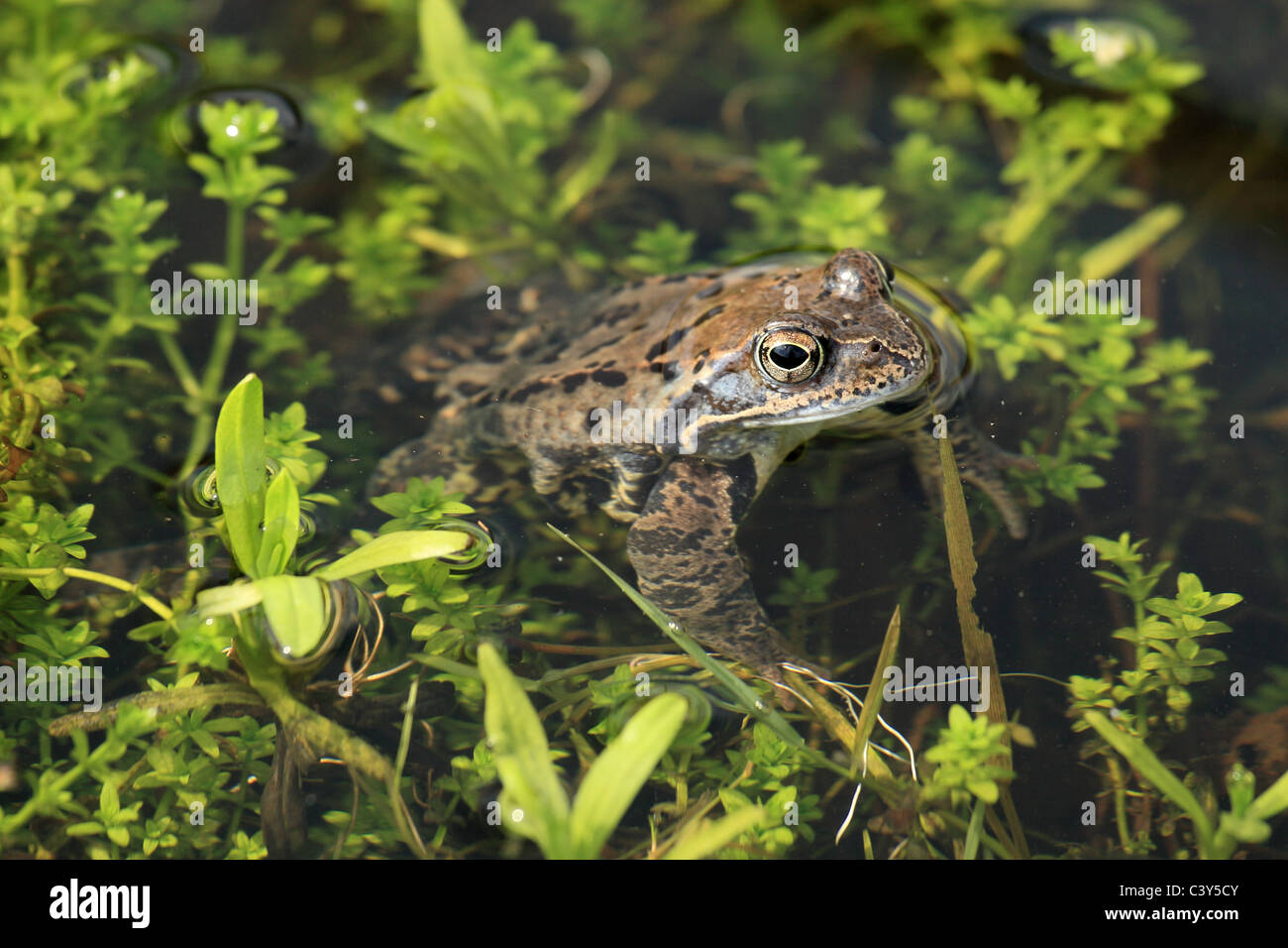 Common river frog hi-res stock photography and images - Alamy