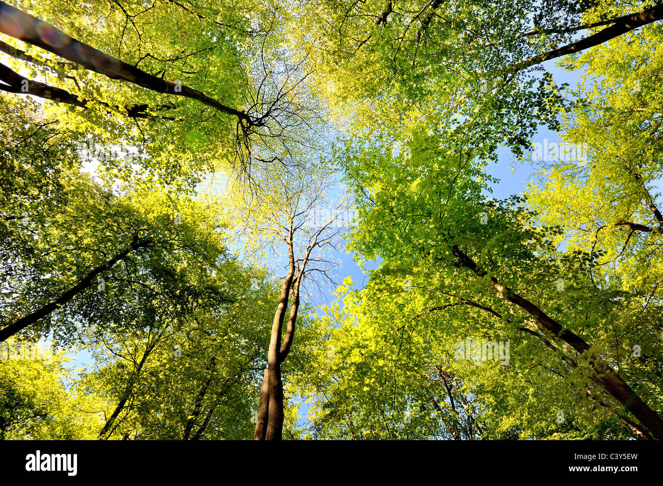 Tree canopy countryside hi-res stock photography and images - Alamy