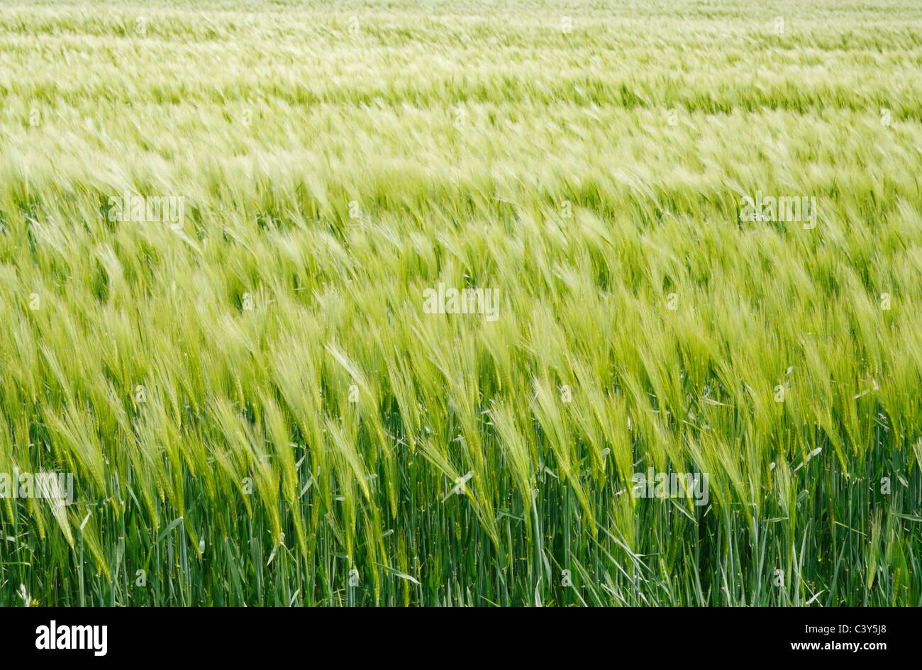 Breezy day hi-res stock photography and images - Alamy