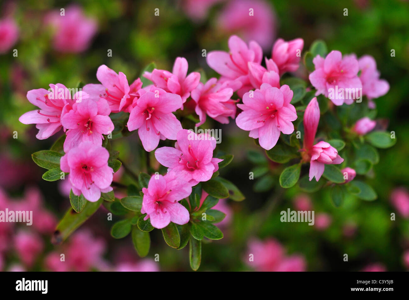 Pink spring flowers evergreen azalea hi-res stock photography and ...