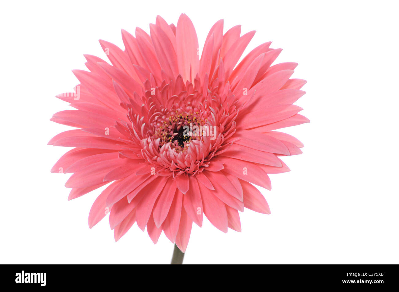 pink flower isolated on white background Stock Photo - Alamy