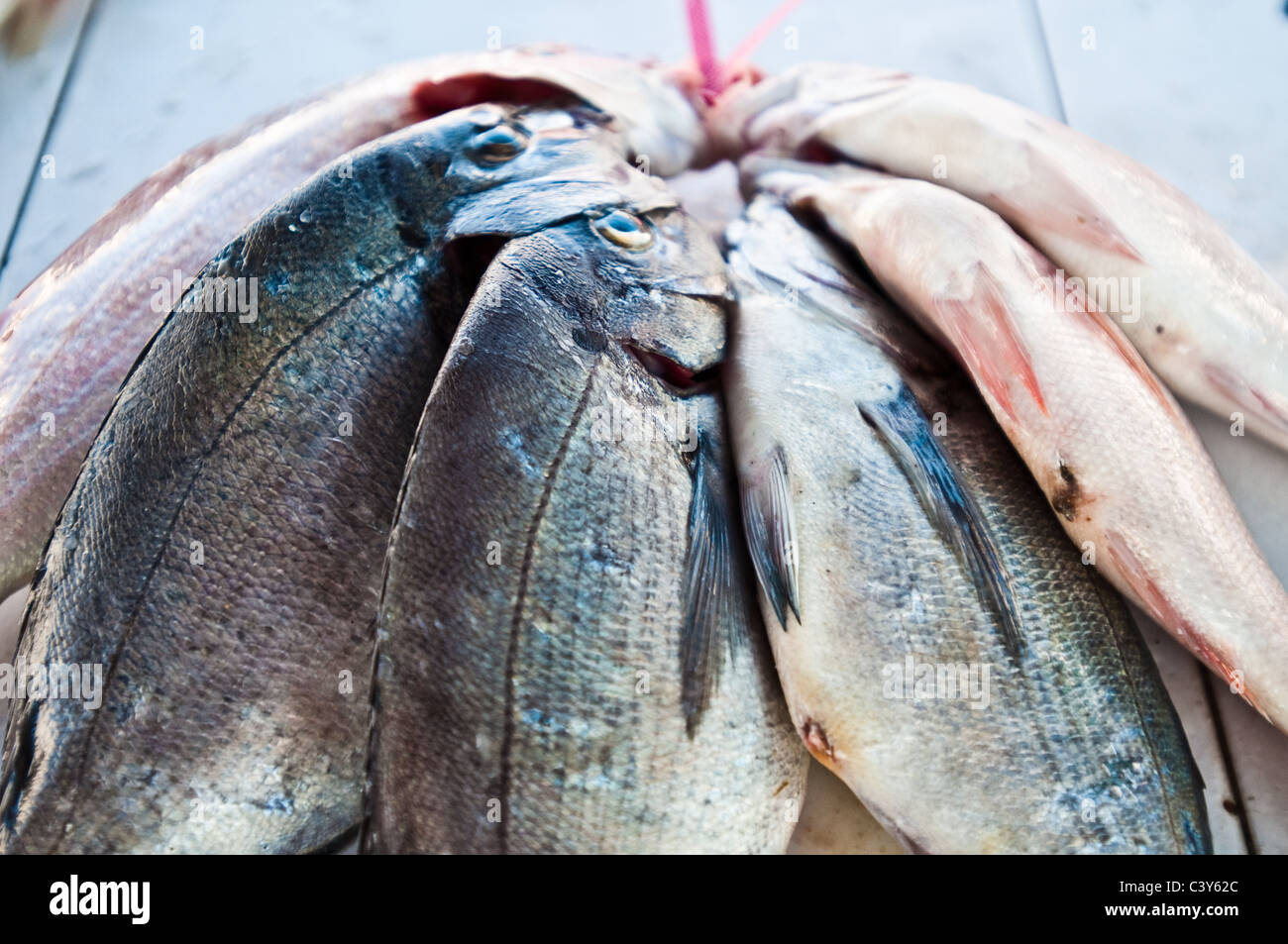 Fish hanging out to dry Stock Photo - Alamy
