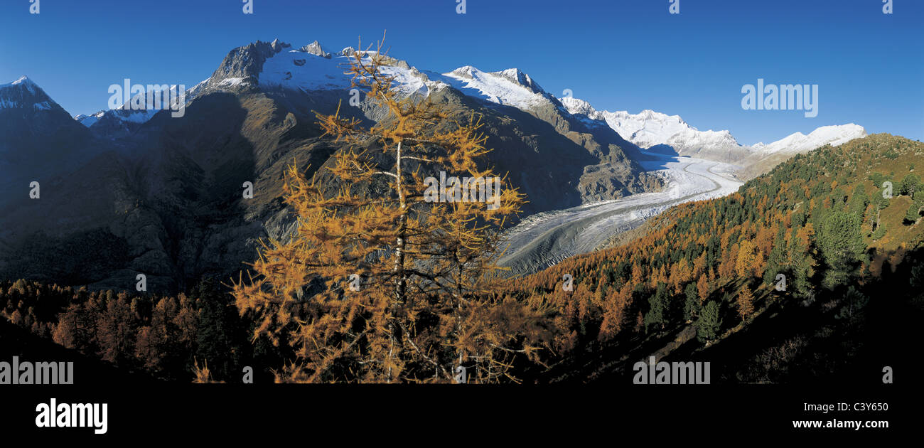 Aletsch, Aletsch glacier, glacier, scenery, larch wood, larches, wood ...