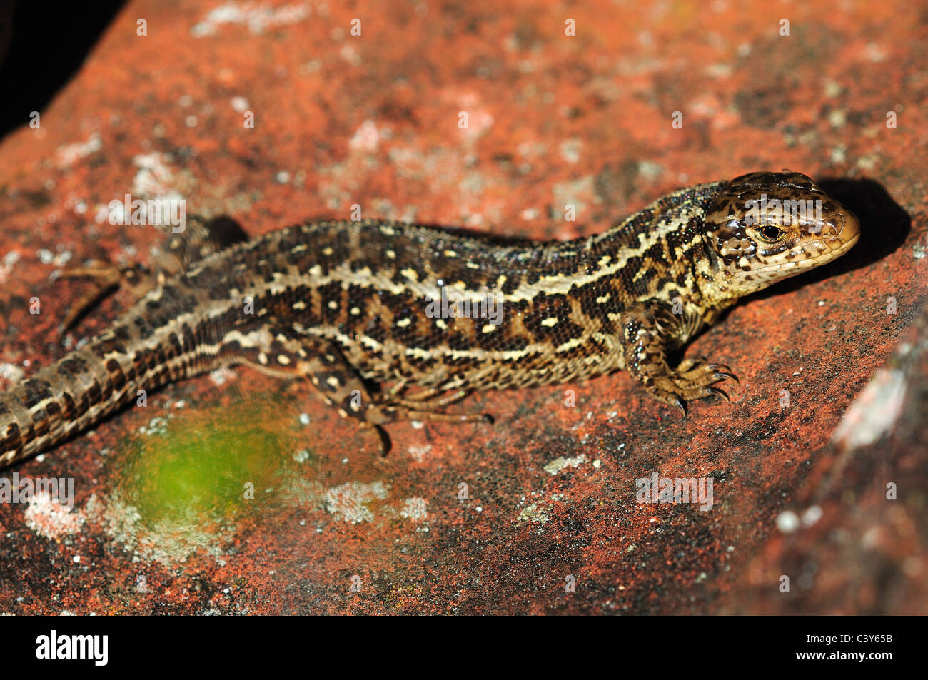 The beautiful and rare sand lizard on a Dorset heathland (Lacerta ...