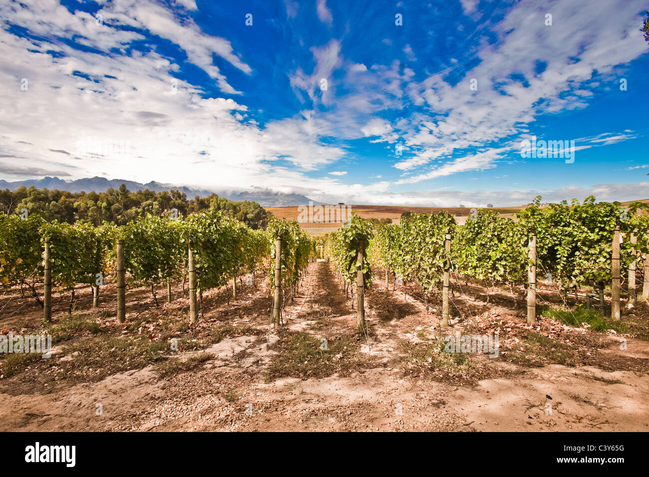 Vines in vineyard Stock Photo - Alamy
