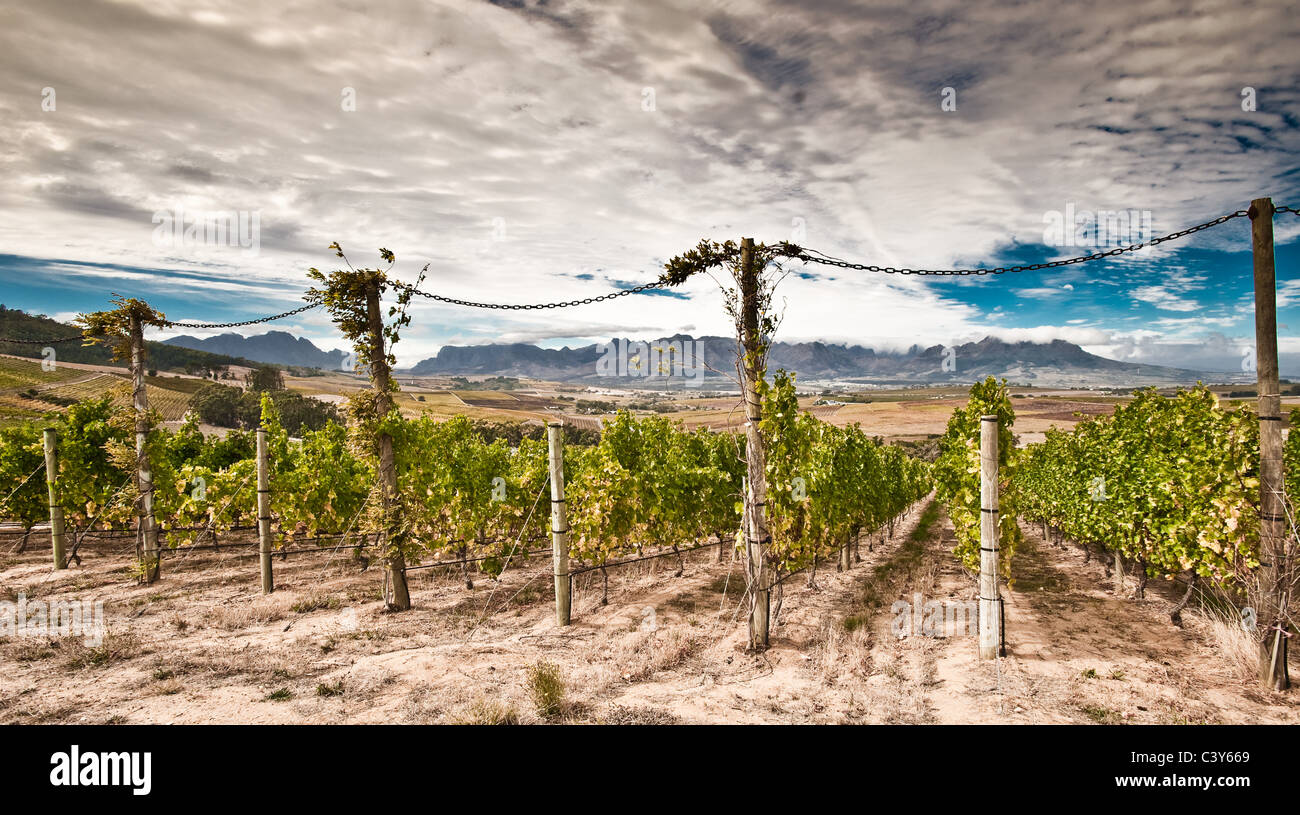 Vines in vineyard Stock Photo - Alamy