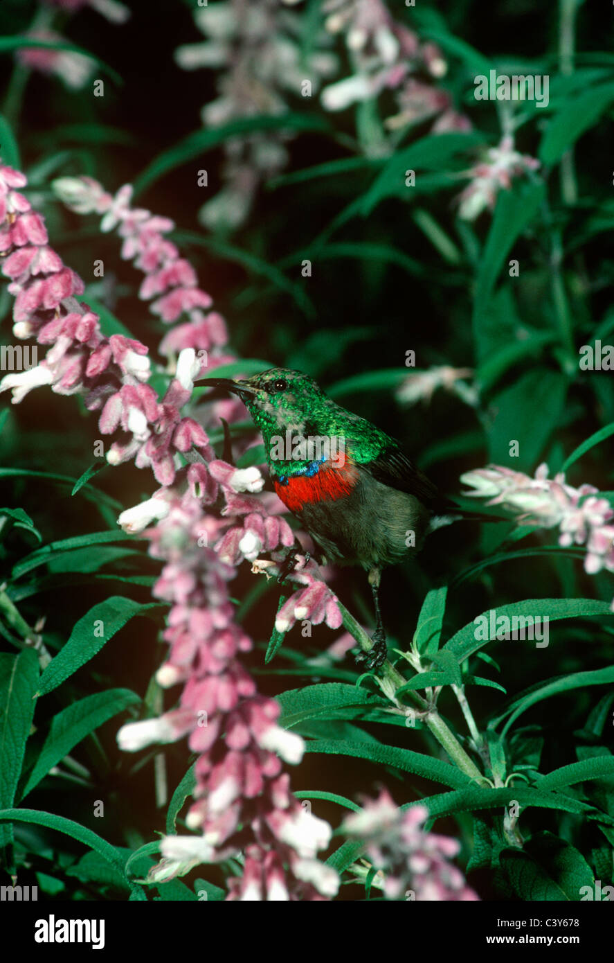 Lesser / Southern double-collared sunbird (Cinnyris chalybeus ...