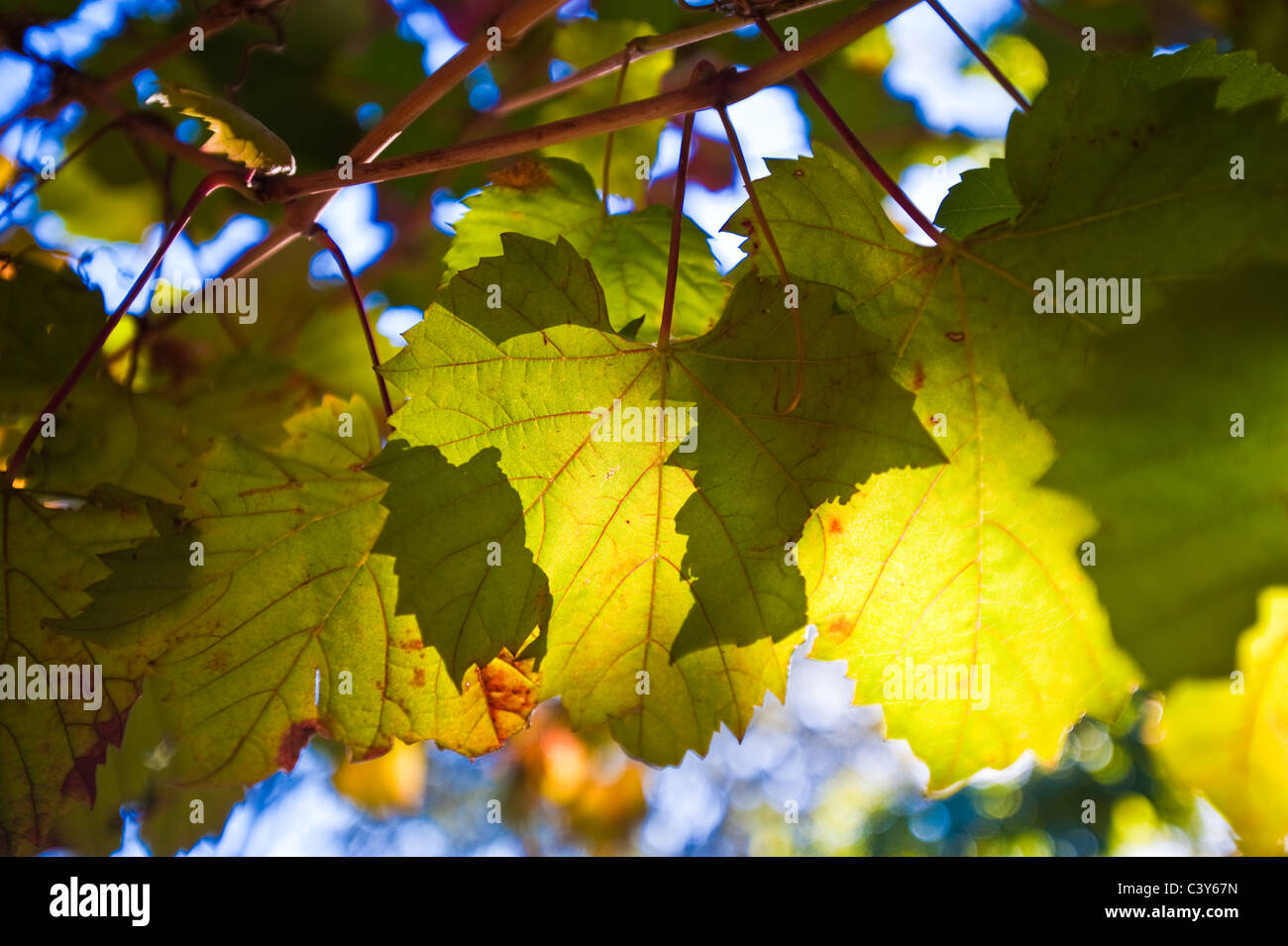 Shadow of vine leaves hi-res stock photography and images - Alamy