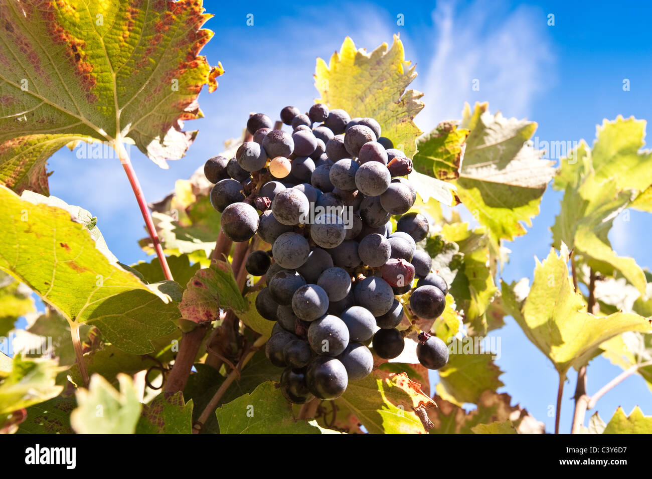 Grapes on the vine Stock Photo - Alamy