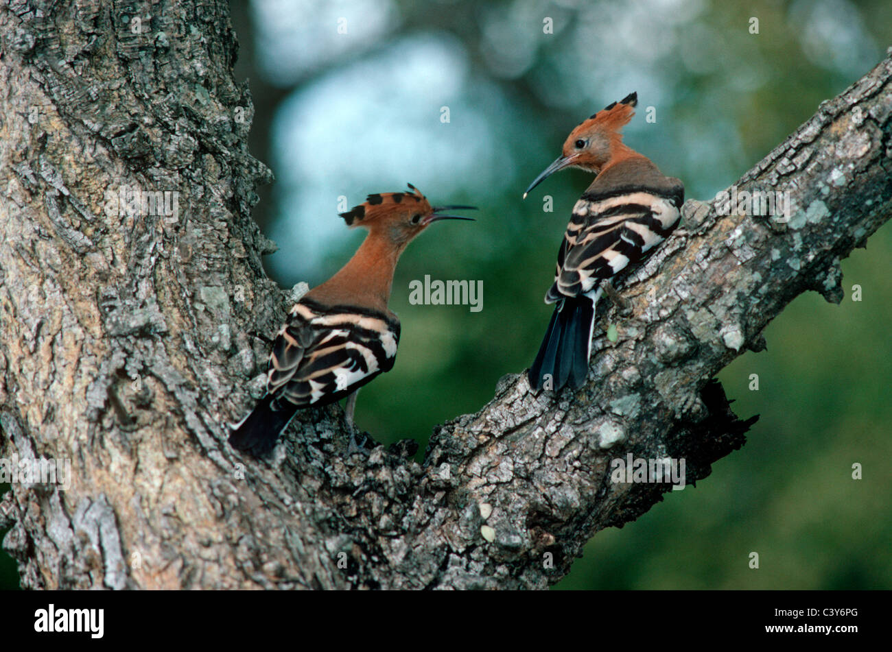 African hoopoe (Upupa epops africana: Upupidae) in savannah, South ...