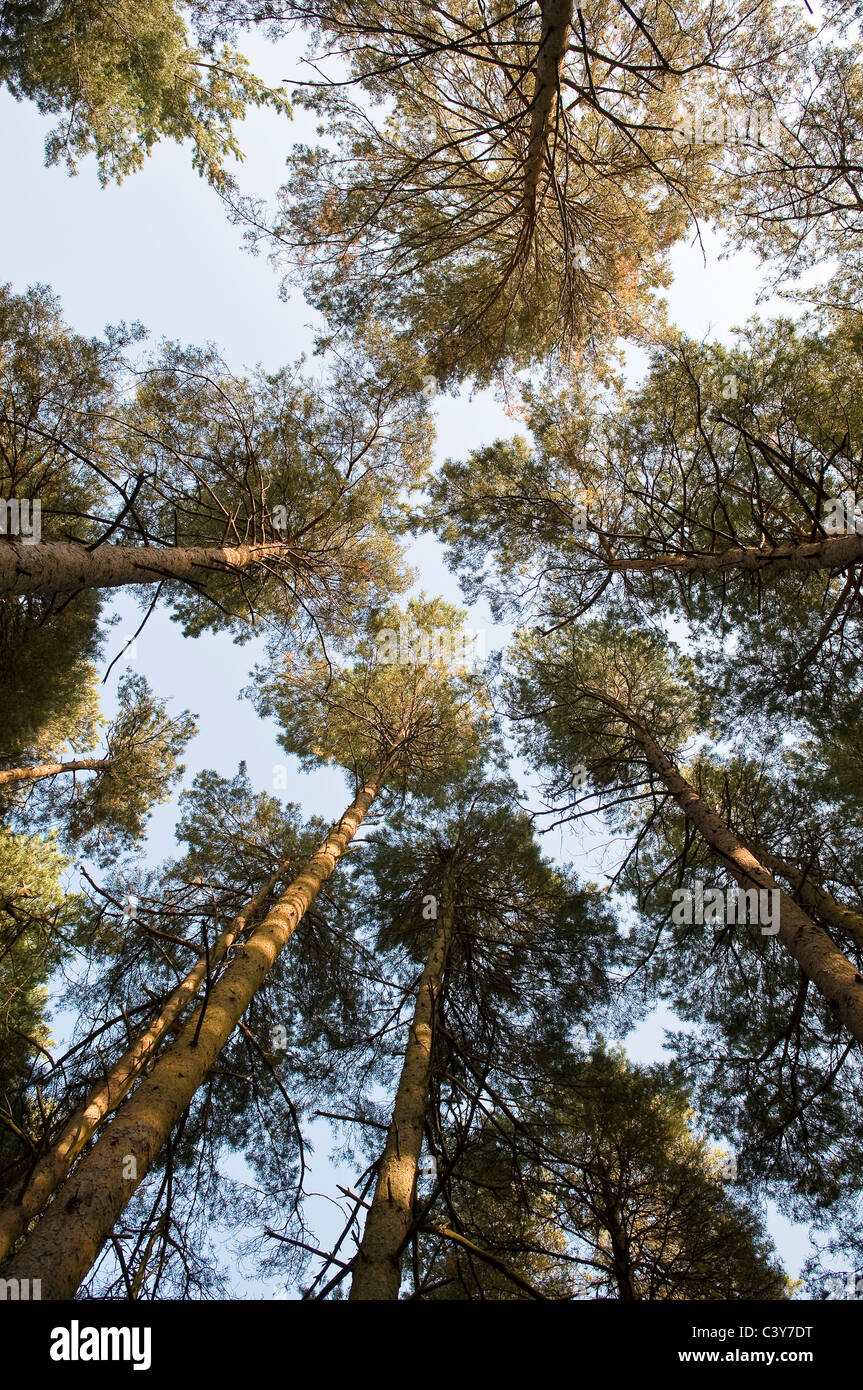 Looking up at tall trees hi-res stock photography and images - Alamy
