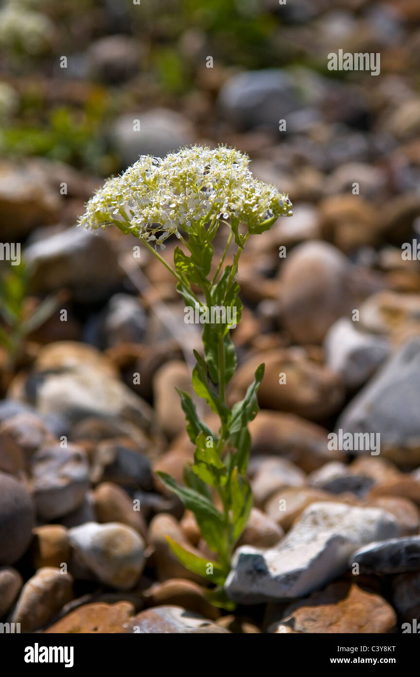 Coastal beach plants hi-res stock photography and images - Alamy