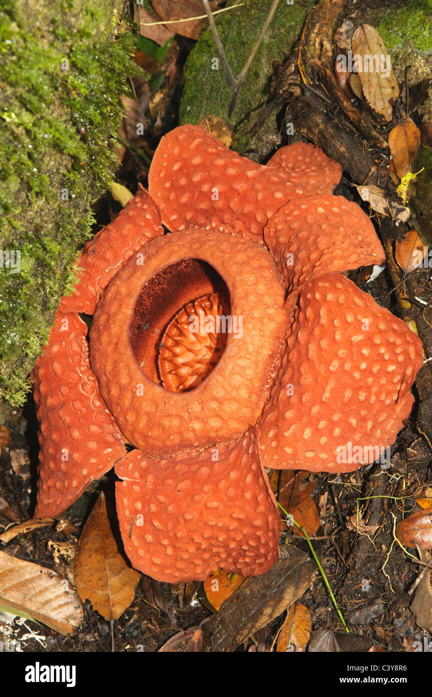 Rafflesia flower and sarawak hi-res stock photography and images - Alamy