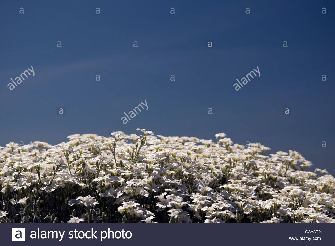 Wild Seaside Plants On Beach Stock Photos & Wild Seaside Plants On ...
