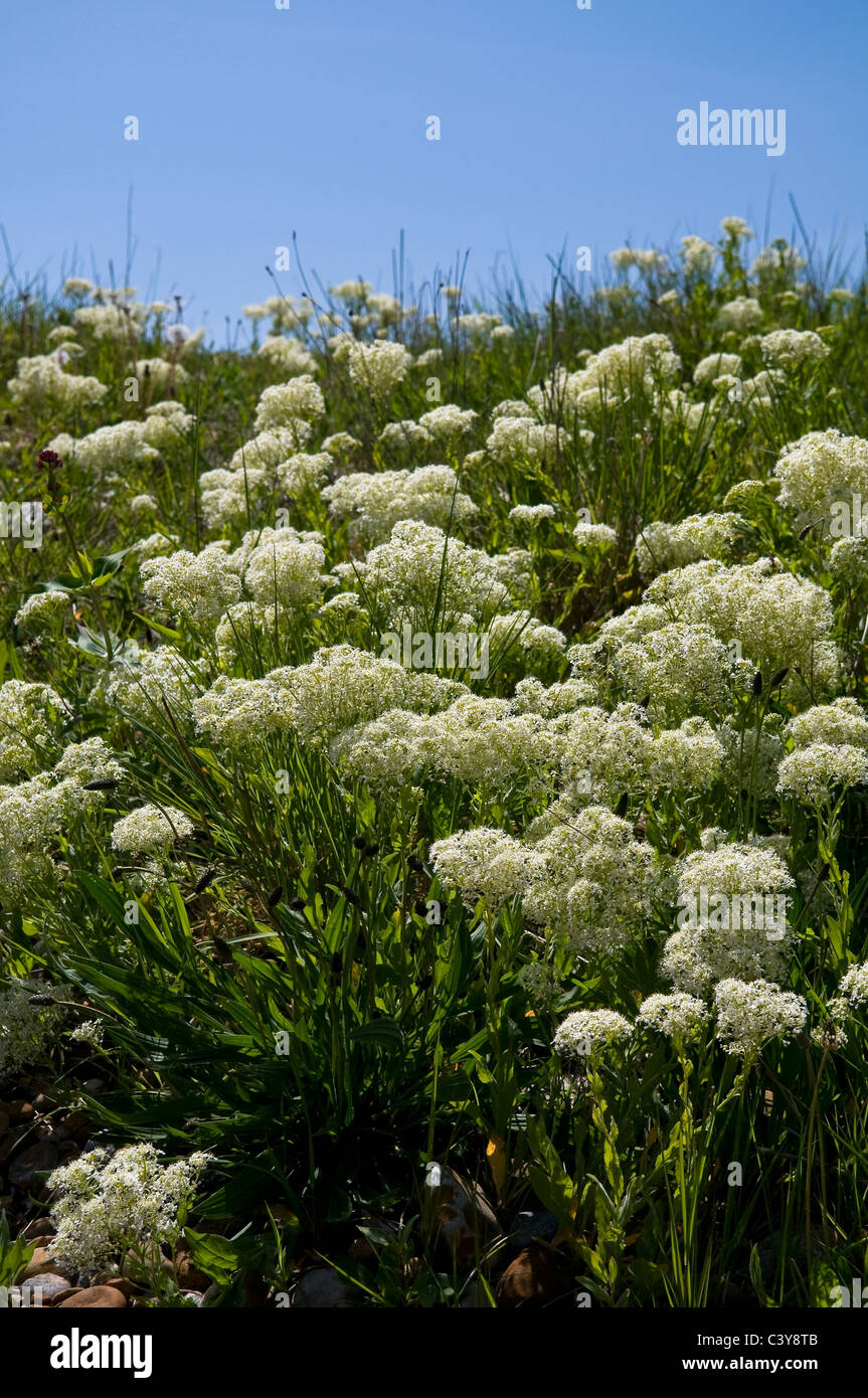 Sea wild plants hi-res stock photography and images - Alamy