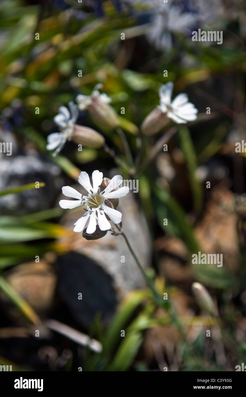 Wild seaside plants on the beach at Shoreham-by-Sea, West Sussex, UK ...