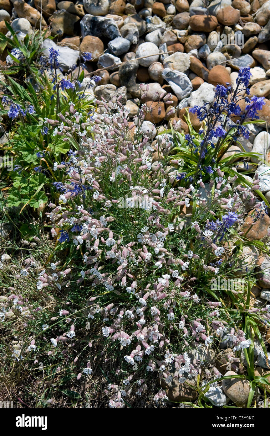 Edible sea plants hi-res stock photography and images - Alamy