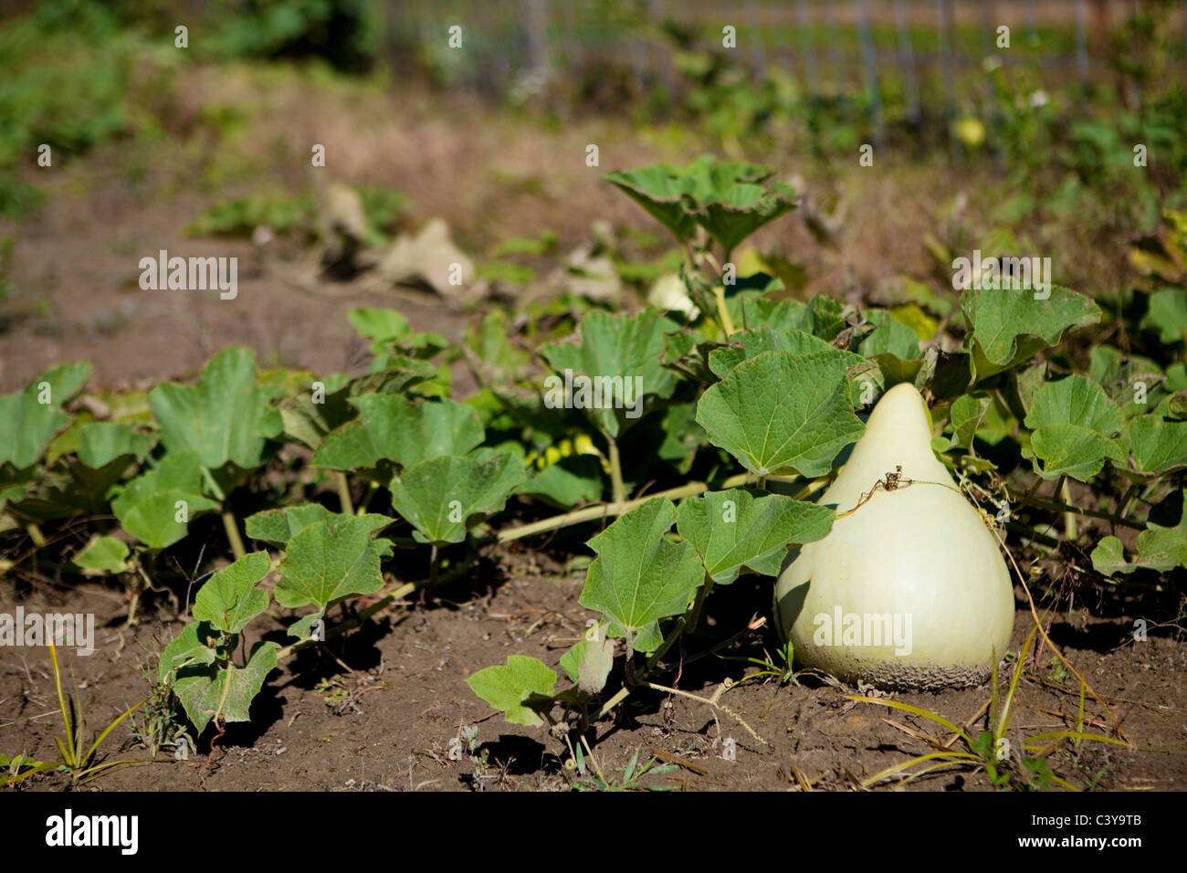 Squash in a field Stock Photo - Alamy
