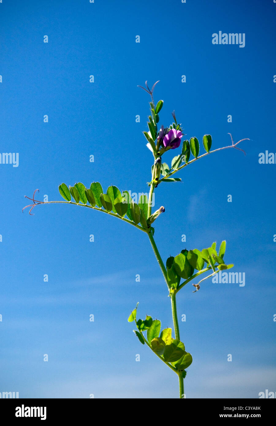 Flora on the beach hi-res stock photography and images - Alamy