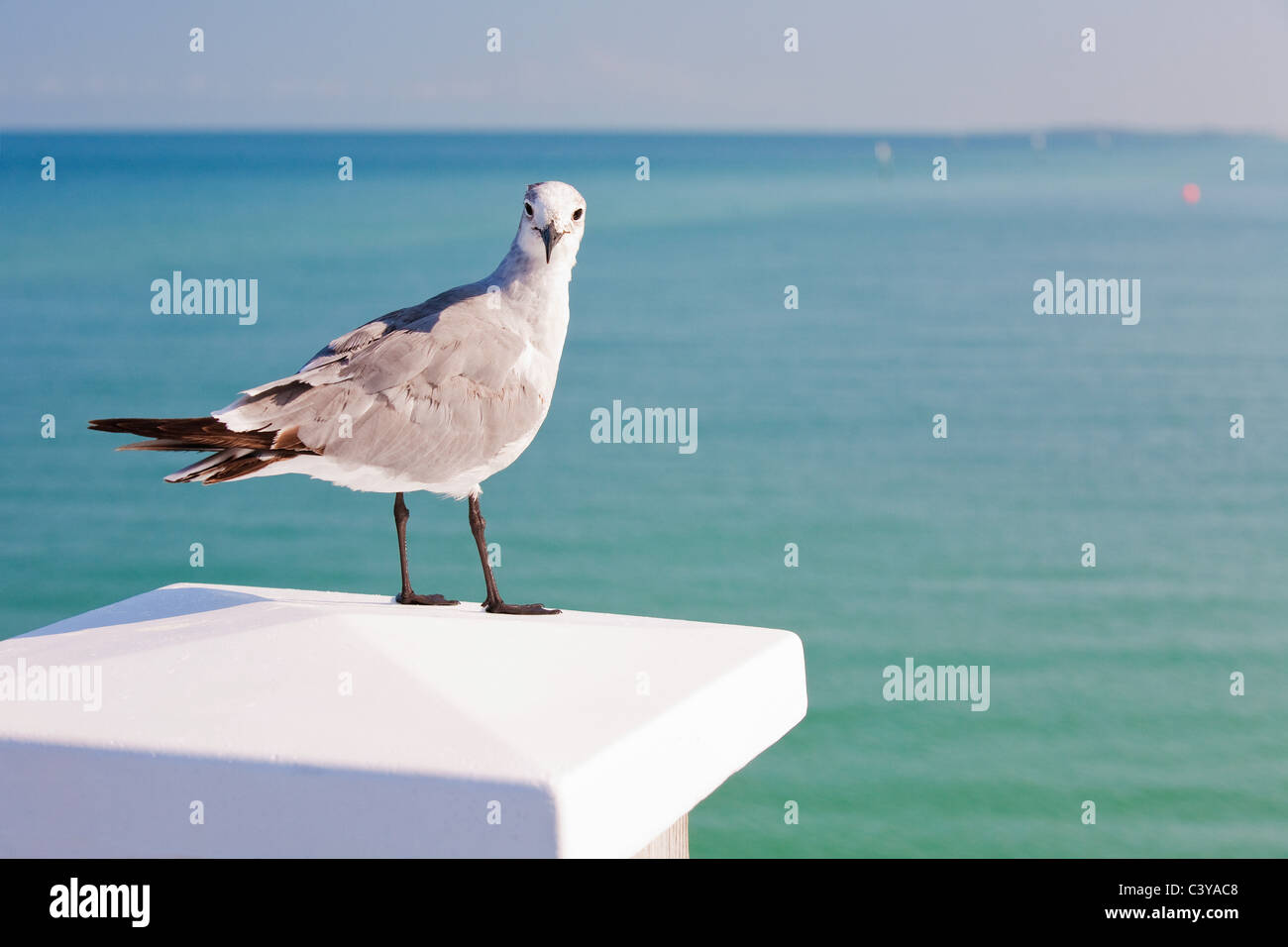 Seagull by the ocean Stock Photo - Alamy