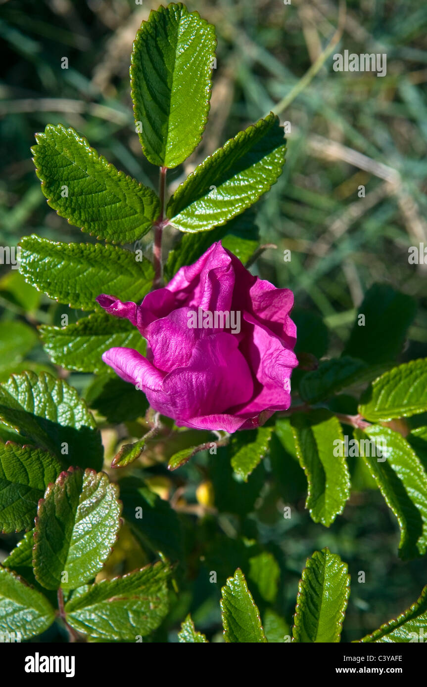 Wild seaside plants on the beach at Shoreham-by-Sea, West Sussex, UK ...
