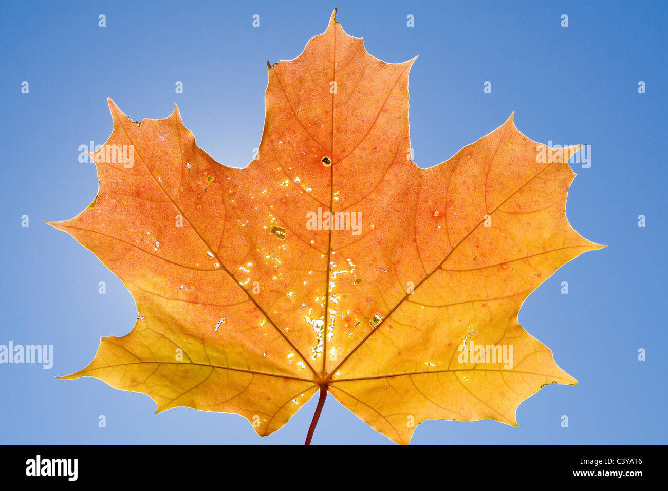 Norway maple, Acer platanoides, leaf, leaves, tree, trees, color ...