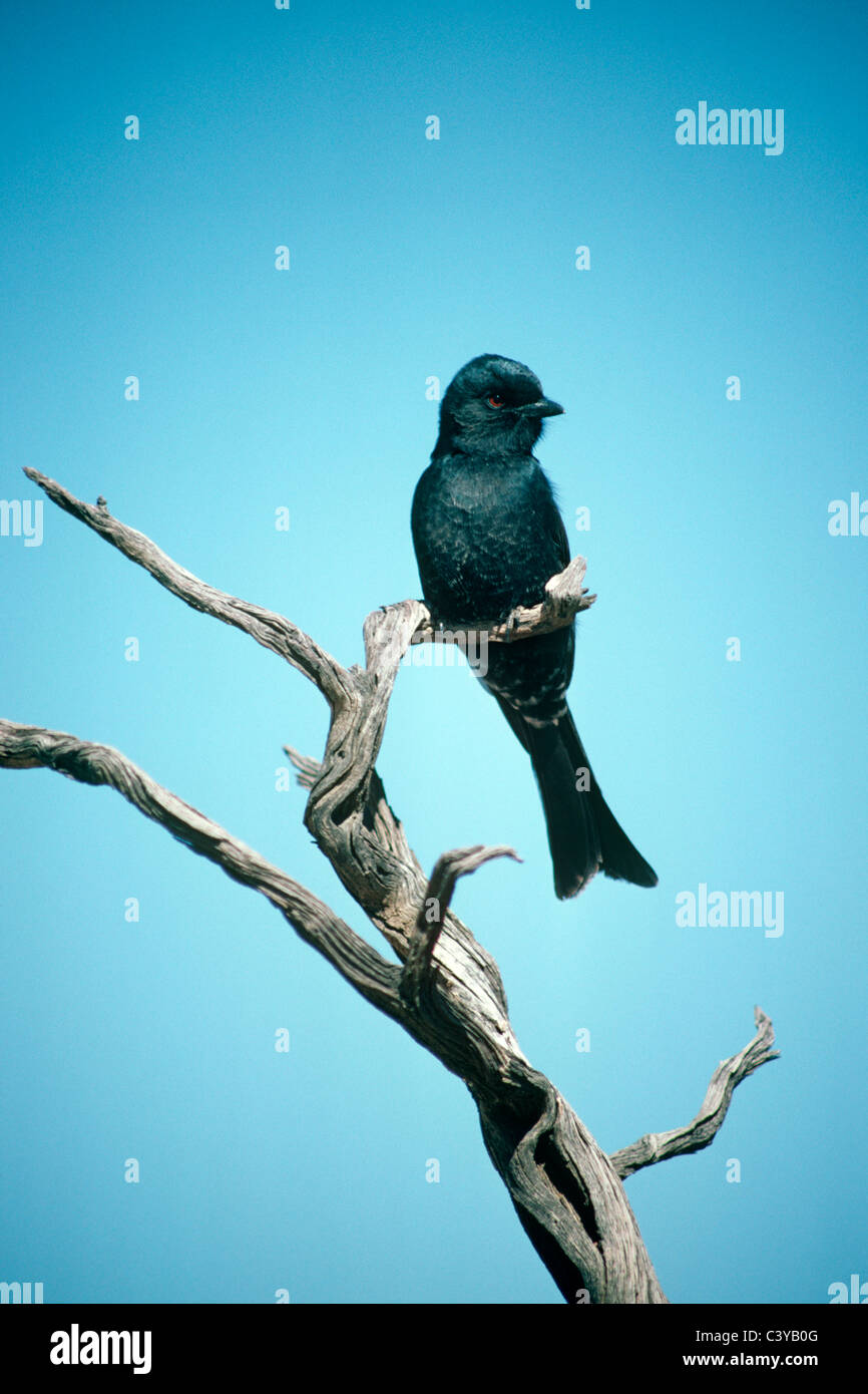 Fork-tailed drongo (Dicrurus adsimilis: Dicruridae) in desert, South ...