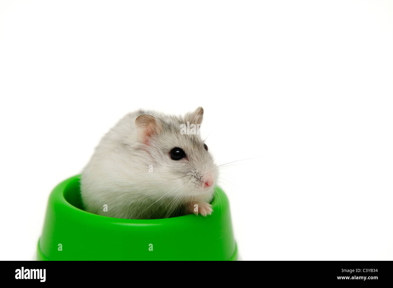 Fuzzy Hamsters With Green Hair