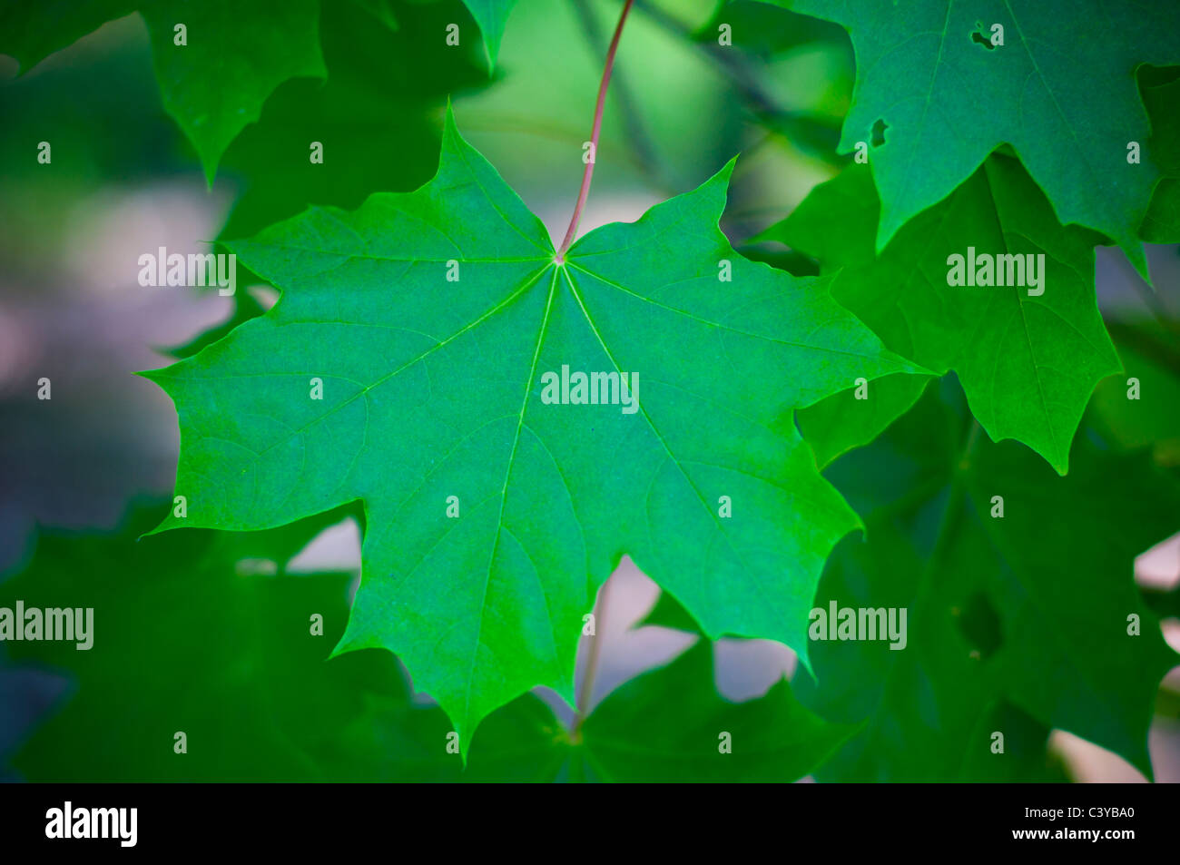 close-up on a single maple leaf Stock Photo - Alamy