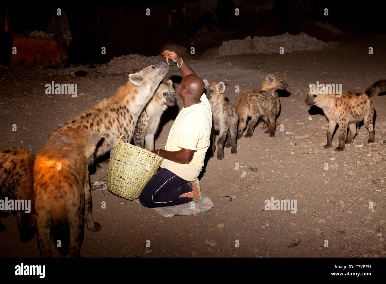 Man Feeding Hyena Harar Ethiopia High Resolution Stock Photography and ...