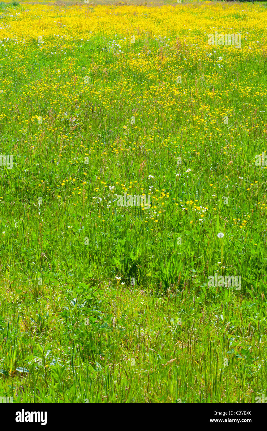 big meadow with yellow flowers Stock Photo - Alamy