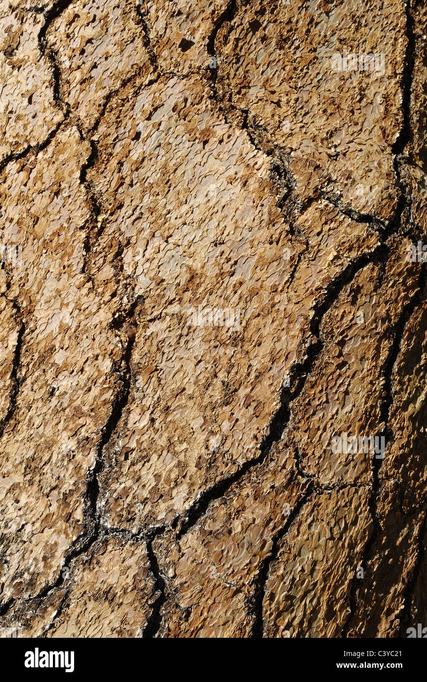 Ponderosa Pine, Western Yellow Pine, Pinus ponderosa, Oregon, USA ...