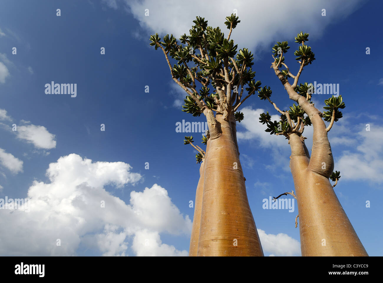 Adenium obesum socotranum, Socotra island, UNESCO world heritage site ...