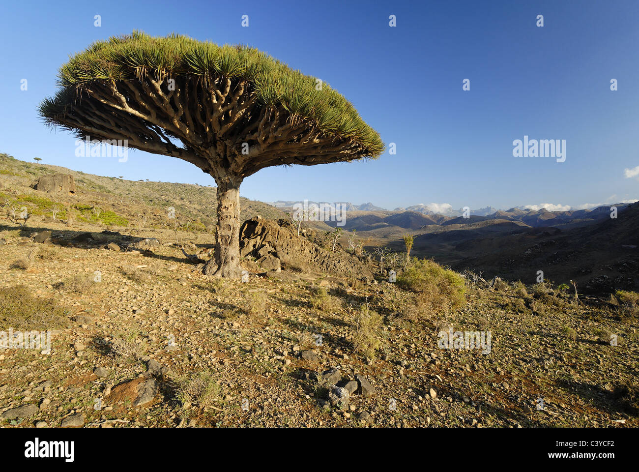Socotra dragon's blood tree hi-res stock photography and images - Alamy