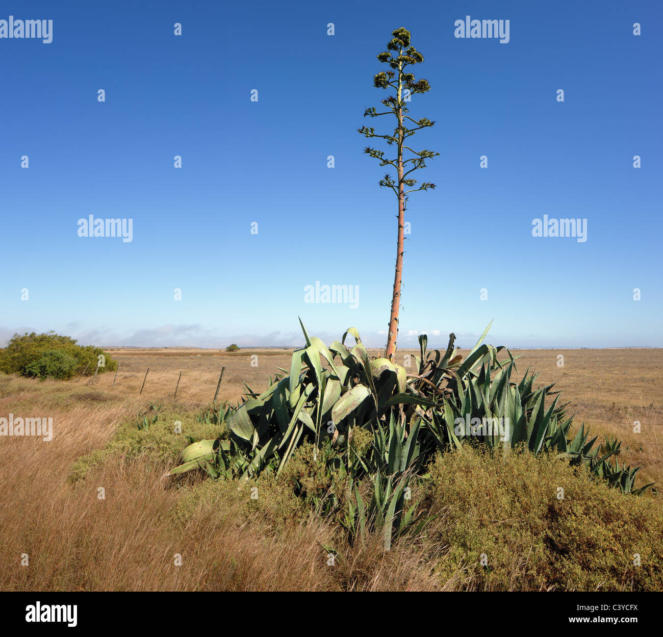 Yucca plant next to road on way to Boggoms Bay - Western Cape - South ...