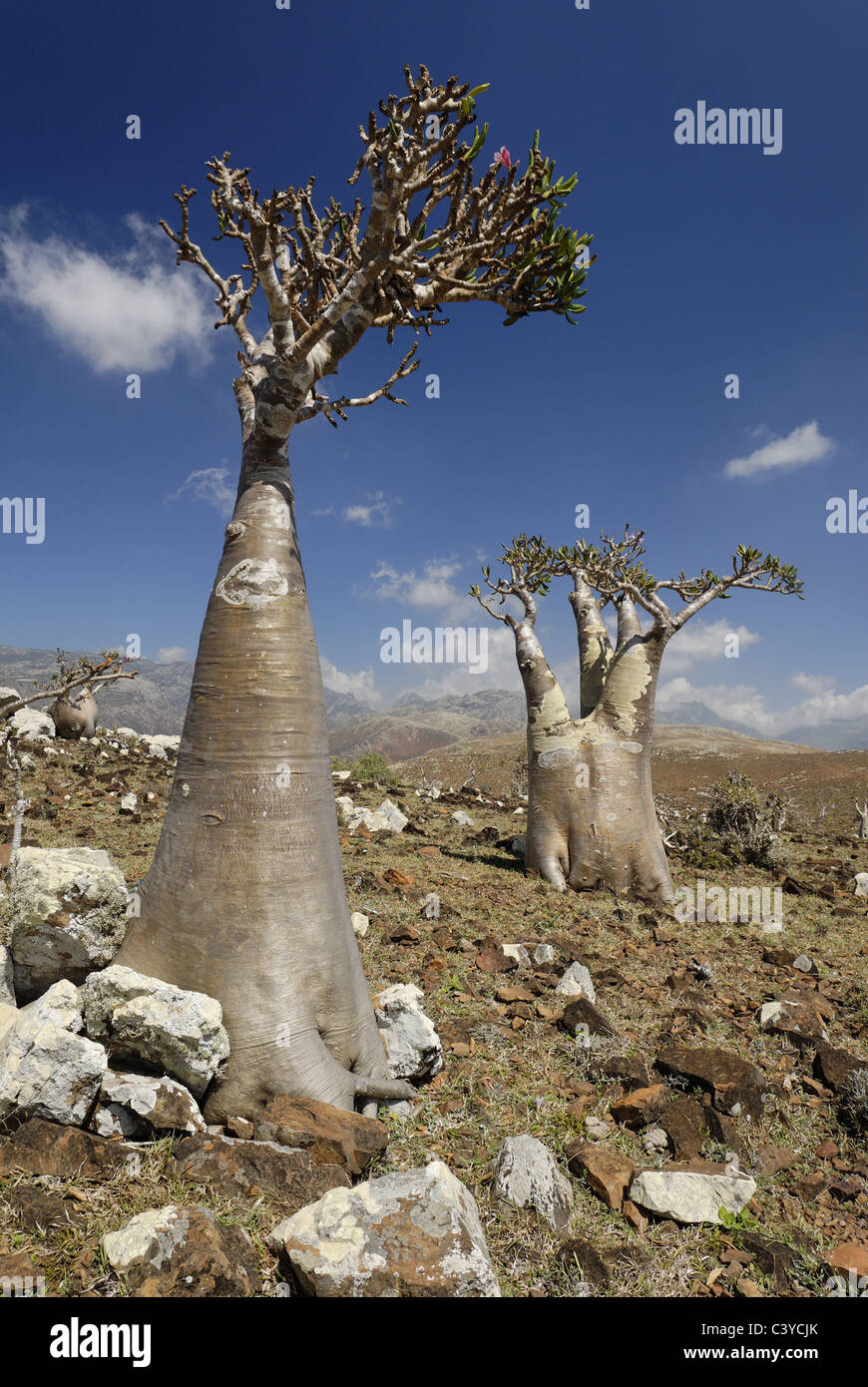 Adenium obesum socotranum, Socotra island, UNESCO world heritage site ...