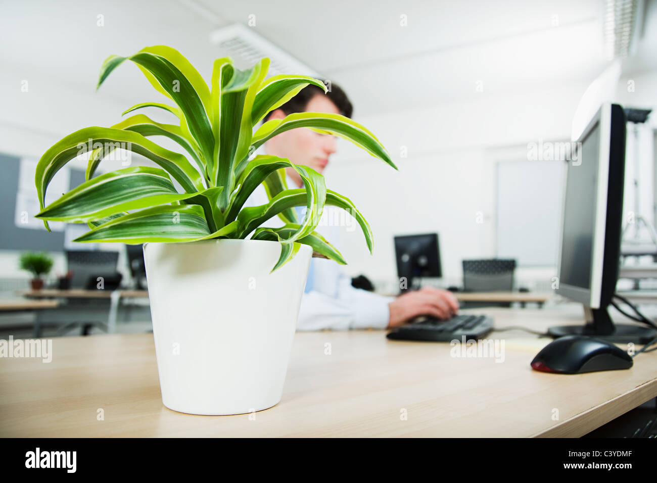 Office worker using computer behind pot plant Stock Photo - Alamy