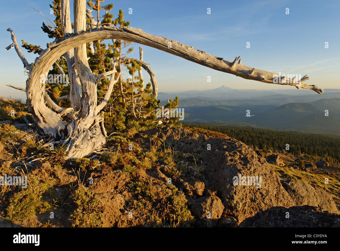 Tree skeleton, volcano, volcano, Mount Hood, Cascade Range, Oregon, USA ...
