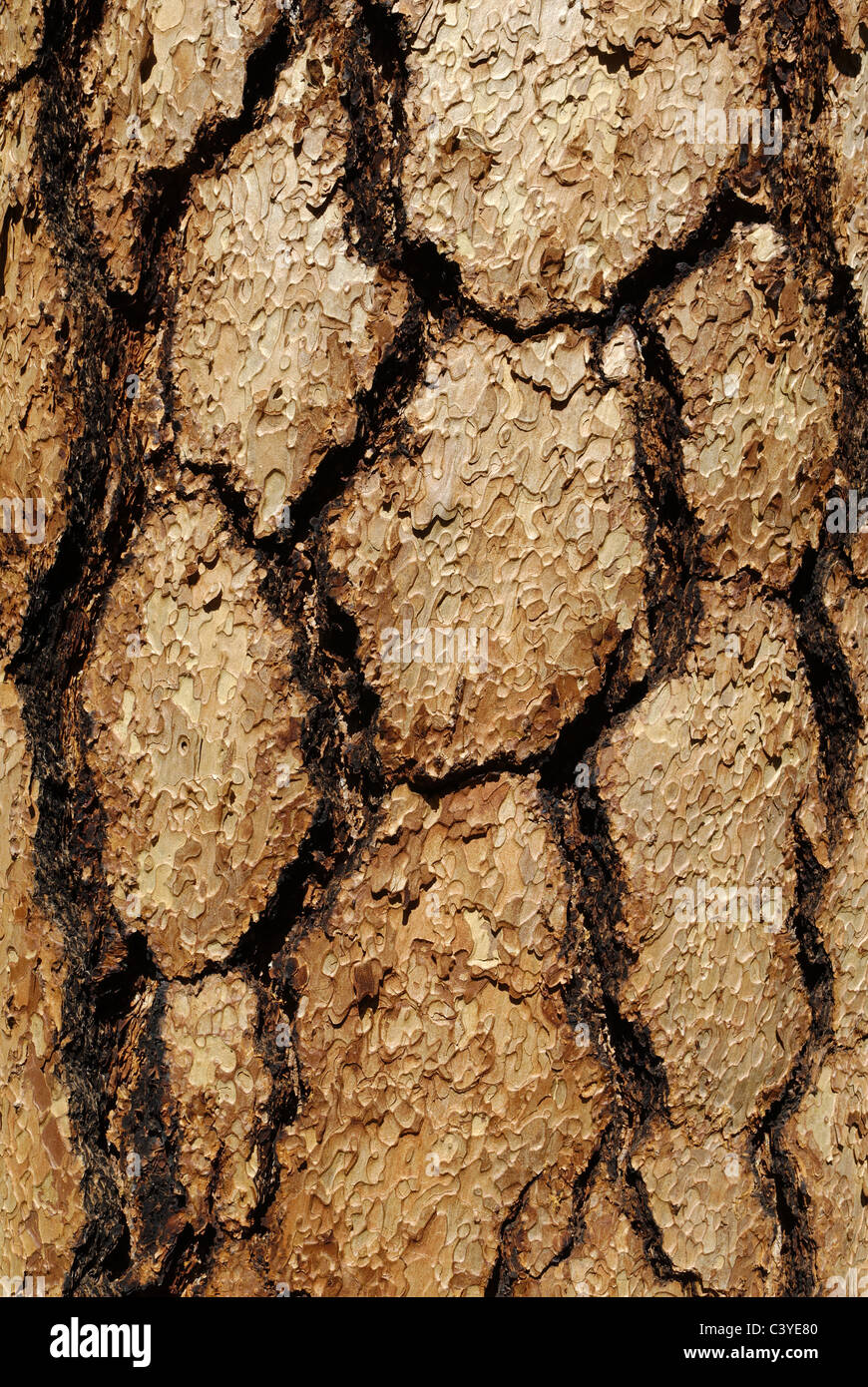 Bark, Ponderosa Pine, western Yellow Pine, Pinus ponderosa, Oregon, USA ...