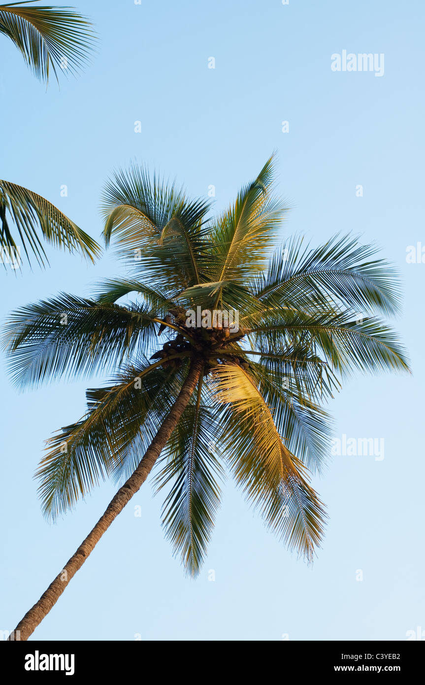 Palm Tree, Goa Stock Photo - Alamy
