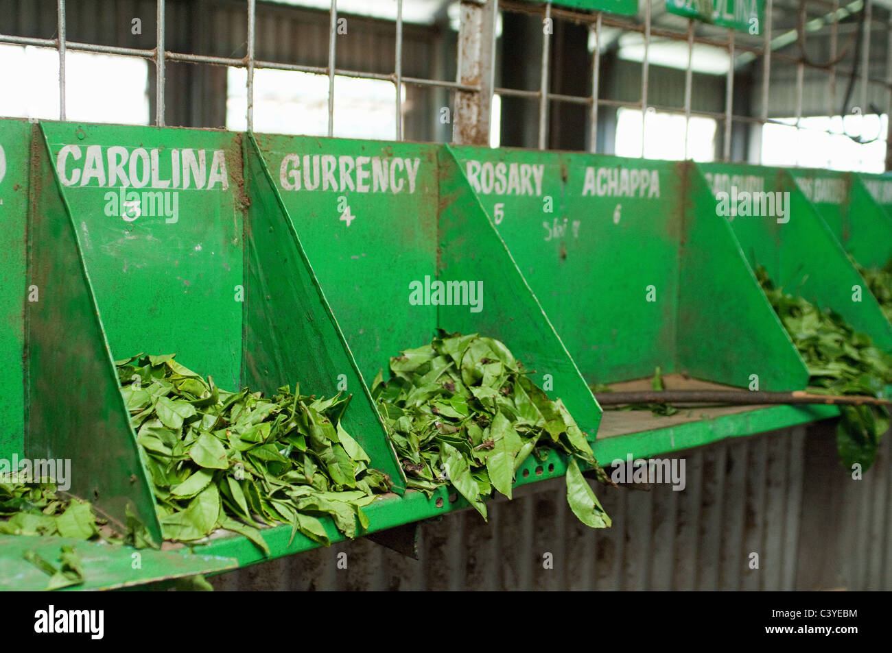 Different types of tea sorting in factory at tea plantation, Coonoor in ...