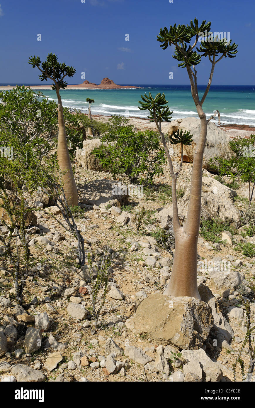 Adenium Obesum Socotranum High Resolution Stock Photography and Images ...
