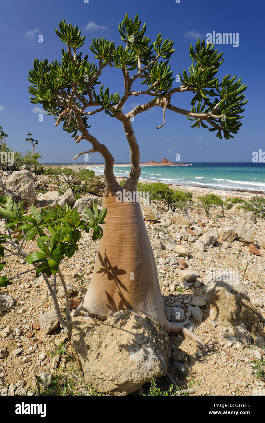 Adenium obesum socotranum, Socotra island, Indian Ocean, UNESCO World ...