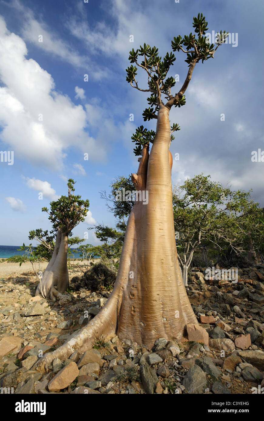 Adenium obesum socotranum, Socotra island, Indian Ocean, UNESCO World ...