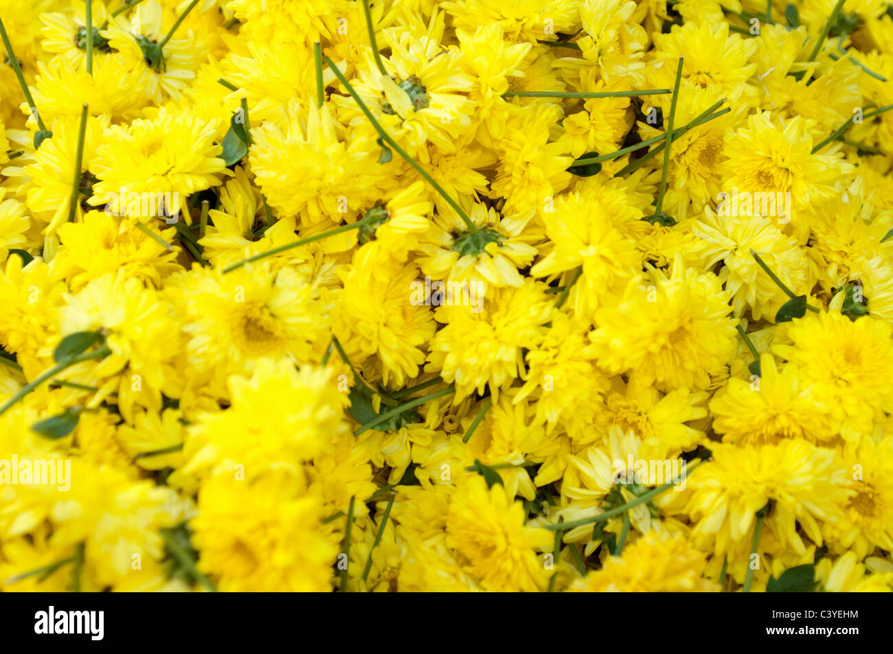 India yellow flowers hi-res stock photography and images - Alamy