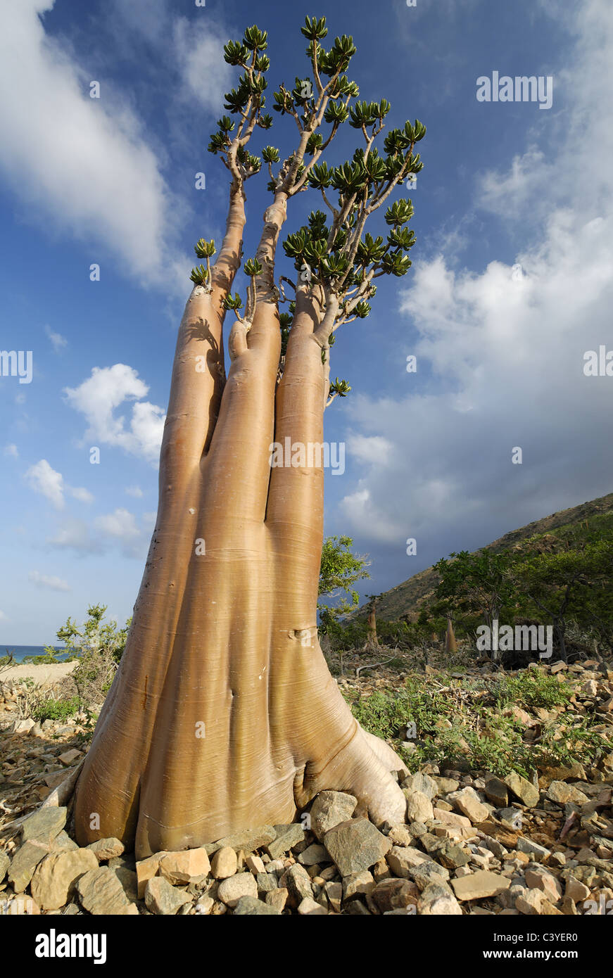 Adenium obesum socotranum, Socotra island, Indian Ocean, UNESCO World ...