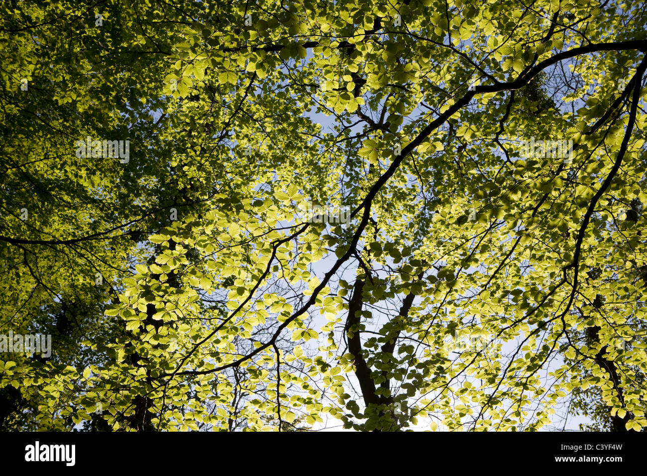 Deciduous leaf canopy hi-res stock photography and images - Alamy