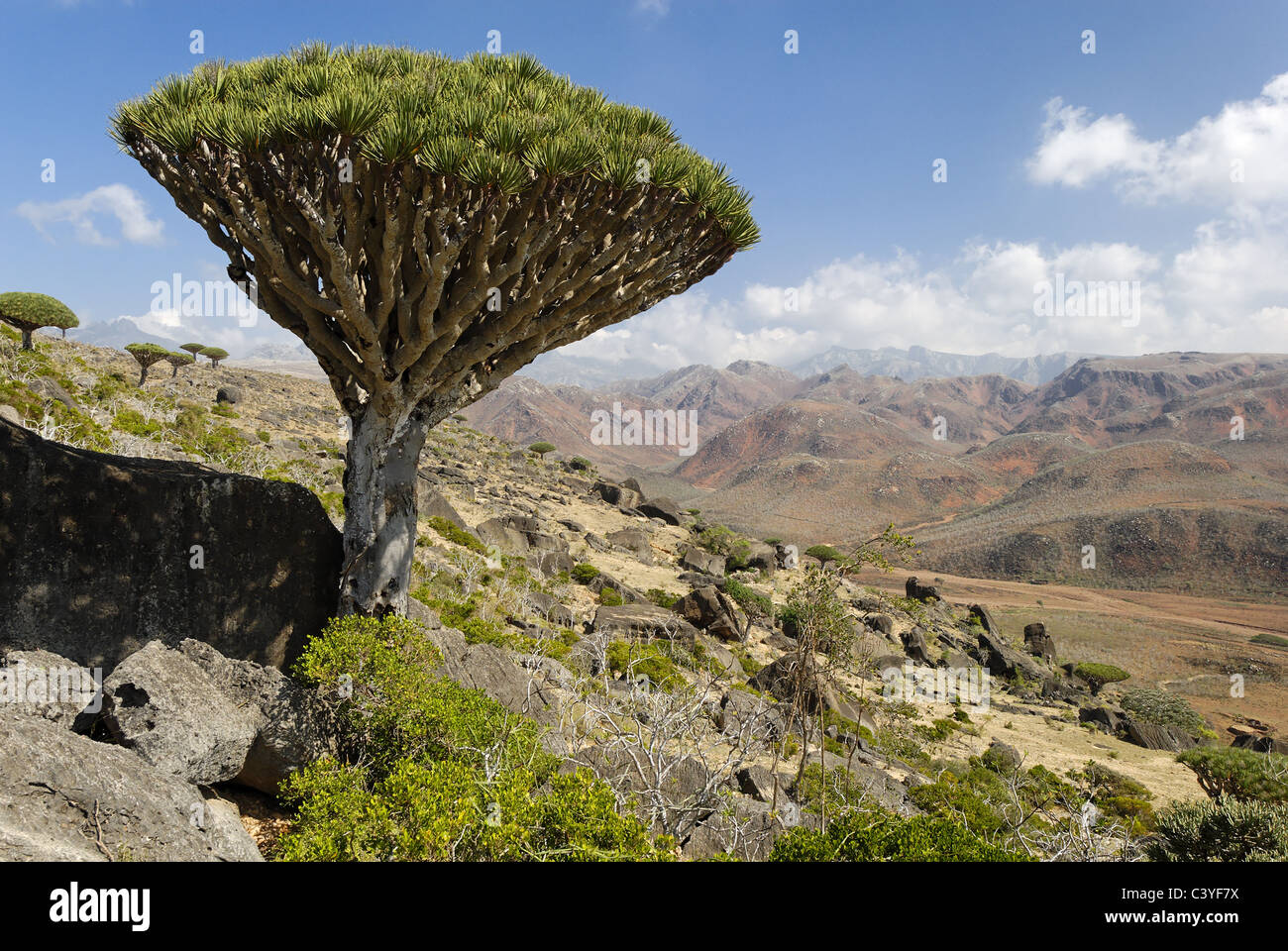 Dragon blood tree indian ocean hi-res stock photography and images - Alamy